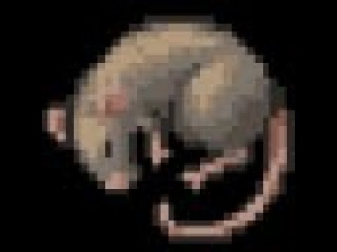 Rat spin Project Zomboid