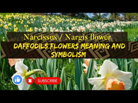 Narcissus /Nargis flower |Daffodils flowers meaning and Symbolism #Narcissue flowers#Daffodils#Amal