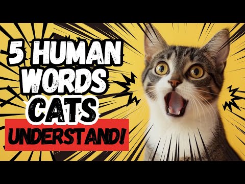 🇺🇸5 Words Your Cat Secretly Understands (You’ll Be Shocked by #5!)