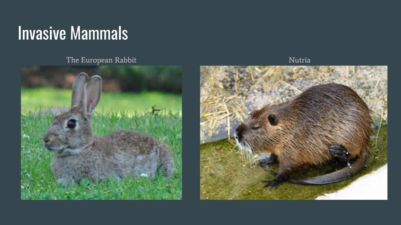 Invasive Species ppt