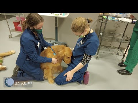 Veterinary Technician Program - Central Oregon Community College