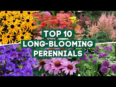 10 Long Blooming Perennials for a Colorful Garden ???????????? // PlantDo Home & Garden ????