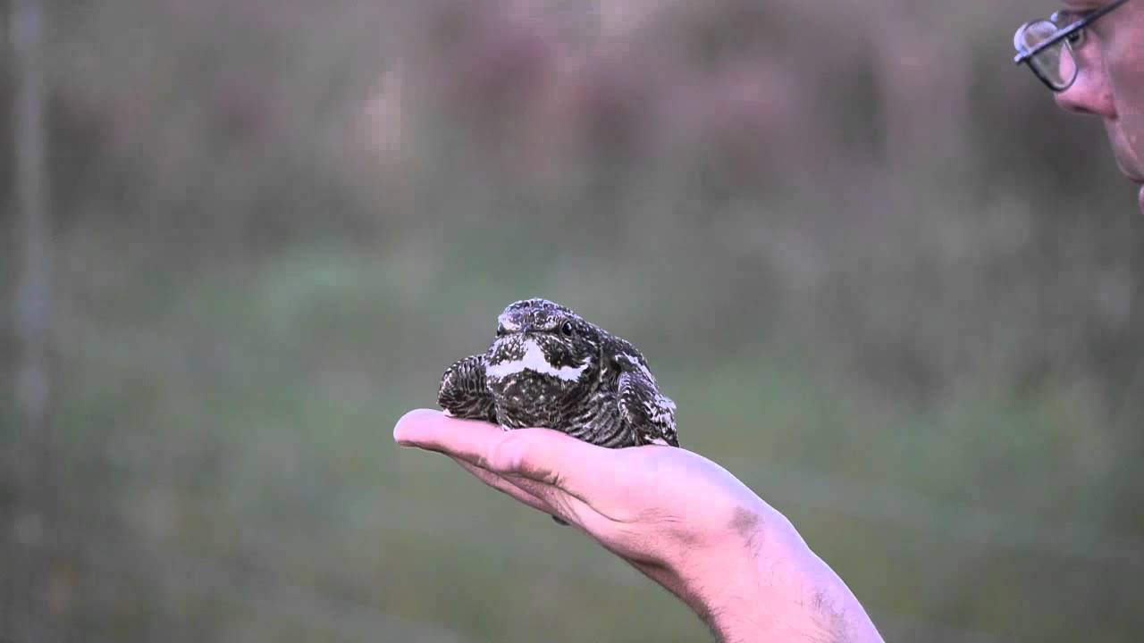 nighthawk release