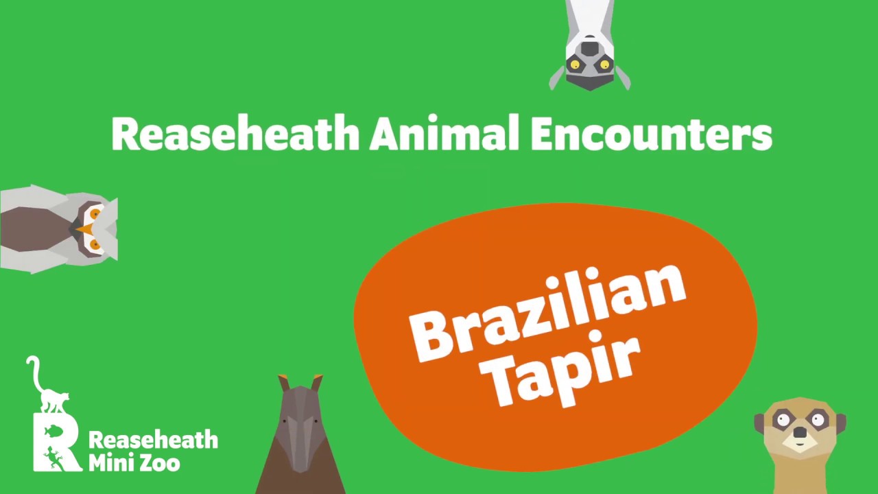 Reaseheath Mini Zoo Animal Encounters - Brazilian Tapir