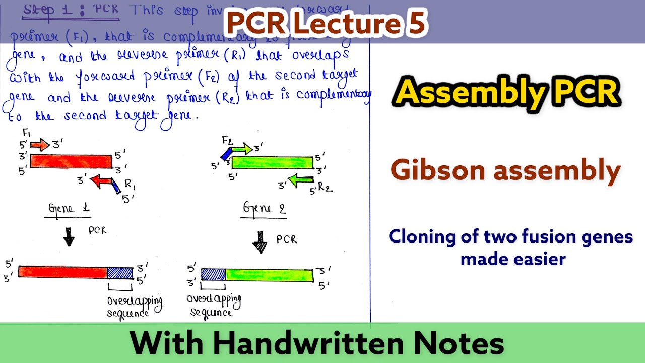 Assembly PCR | Gibson assembly | Types of PCR | PCR Lecture series
