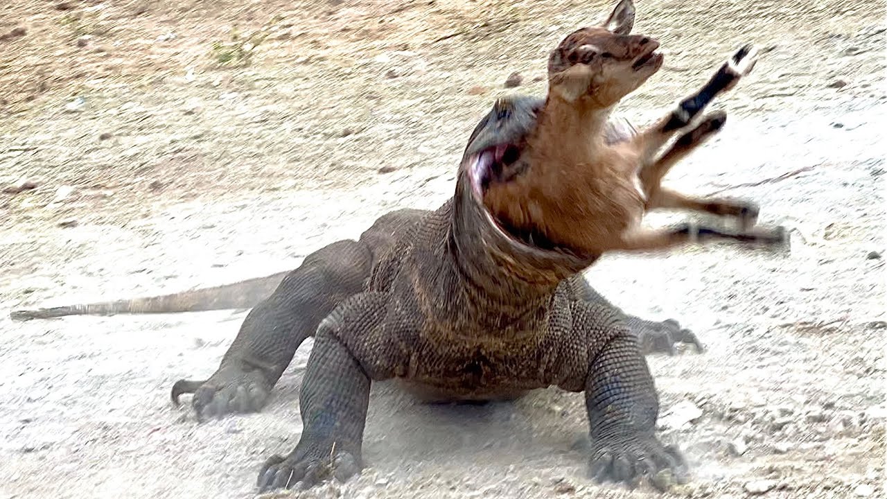 Top interesting moments when Komodo dragons hunt live goats