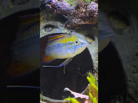 Apistogramma agassizii 'Double Red' showing off color and guarding his territory.