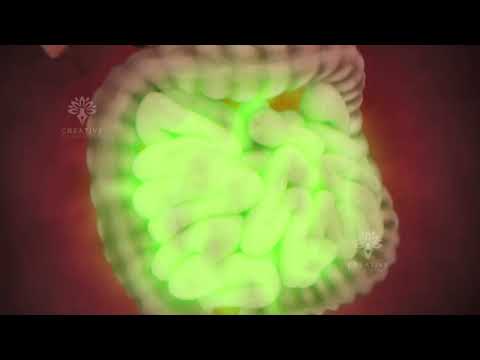 How Pills Are Absorbed in Your Body #pills - creativelearning3d