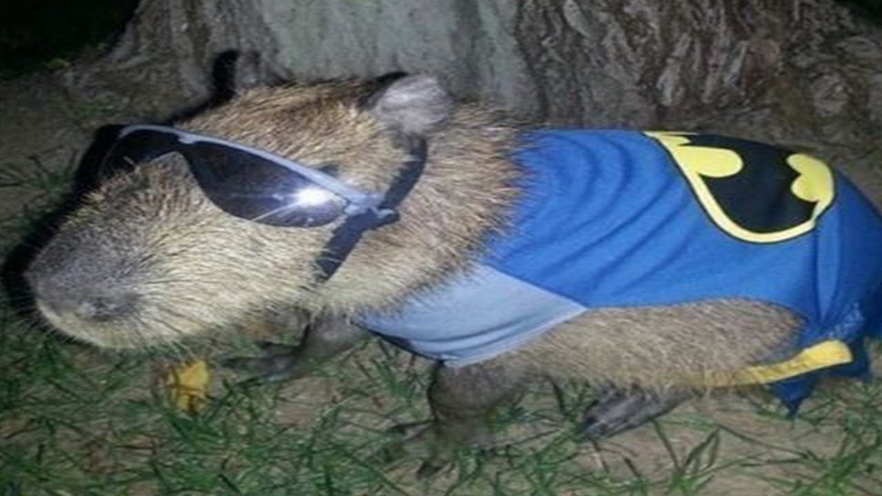 Top 5 Capybara