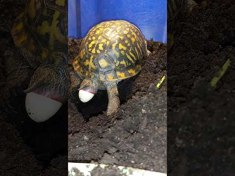 Eastern box turtle laying eggs