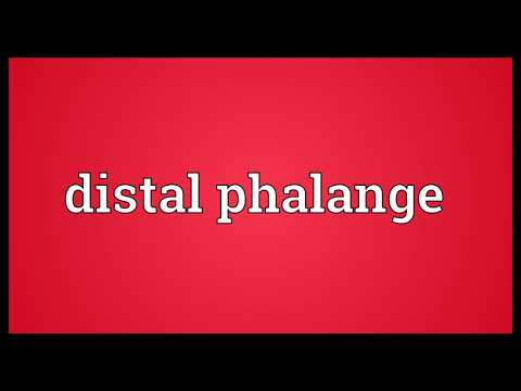Distal phalange Meaning