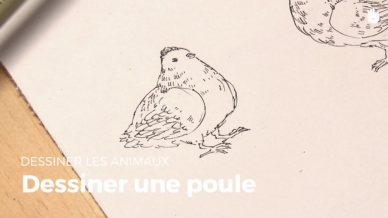 Dessiner Une Poule - Apprendre à Dessiner | Sikana