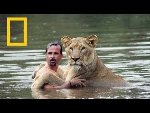 Documentary National Geographic Wild LIVING WITH LIONS Kevin Richardson Nat Geo Wild