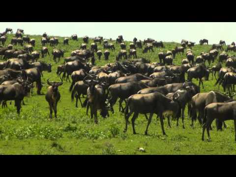 Wildebeests in the Serengeti plains by Roam Serengeti Safaris