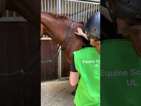 Equine Science - Heather's Experience