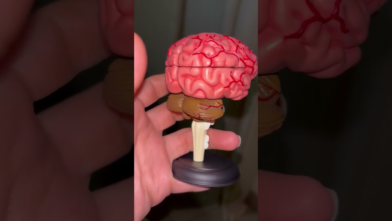 The Learning Resources Brain Model That Makes Science FUN!