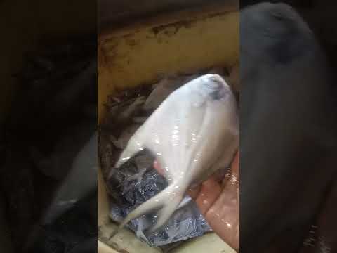 Fish - Wholesale Price & Mandi Rate for Fish in India
