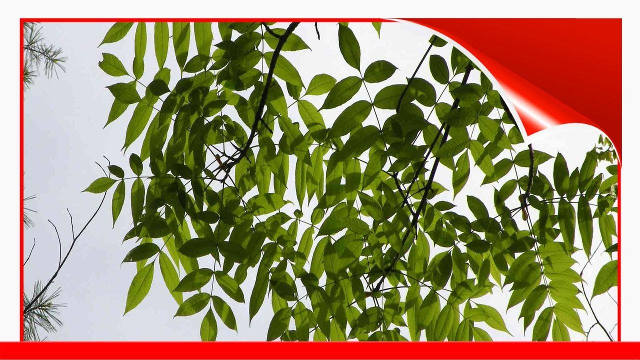 13 Species Of Ash Trees 🛋️