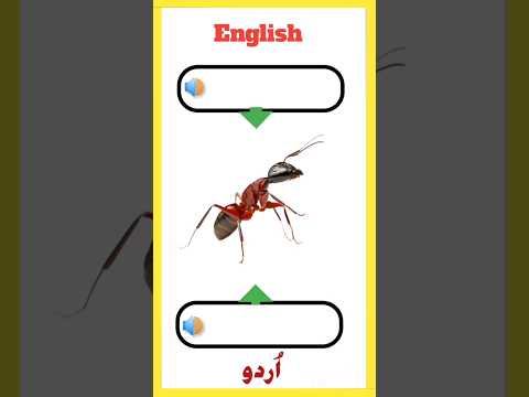 ant name in English urdu #shorts