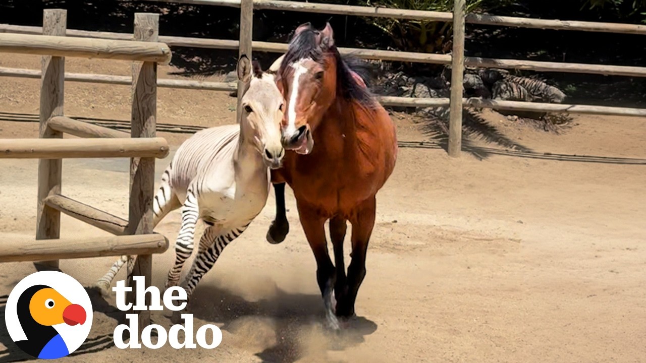 Zonkey Who Couldn’t Get Along With Anyone Finds His Perfect Match | The Dodo