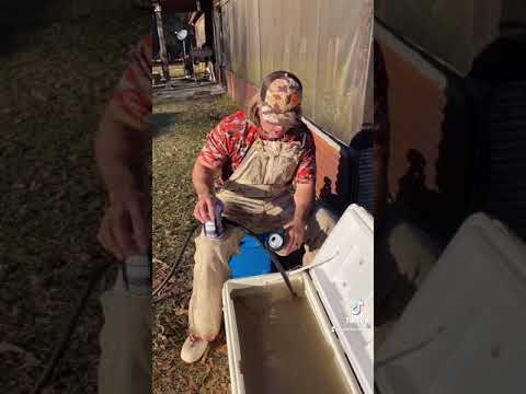 Purging crawfish??