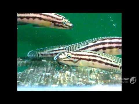 Julidochromis marlieri aquarium fish