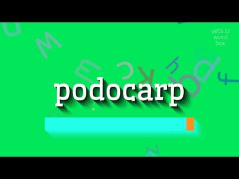 PODOCARP - HOW TO SAY PODOCARP? #podocarp