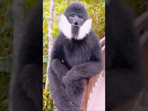 How to Black Monkey Animal Sounds short videos most Beautiful Monkey π΅ subscribe to channel