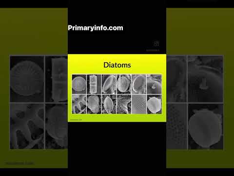 Diatoms - what you always want to know?