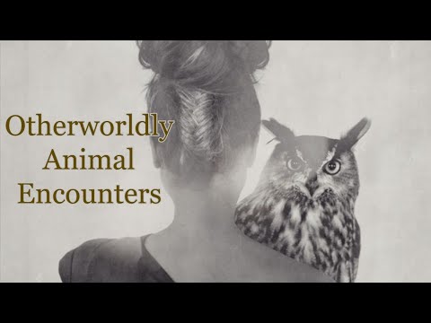Otherworldly Animal Encounters