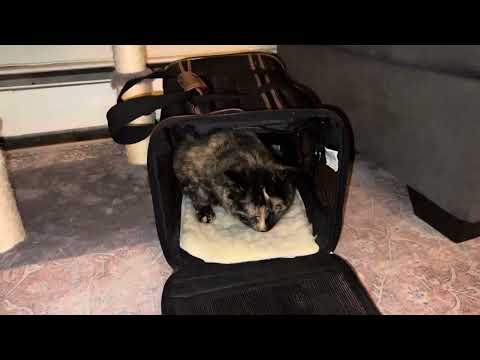 Sherpa Original Deluxe Travel Pet Carrier Review, Reaslistic Look WITH MY CAT INSIDE What To Expect