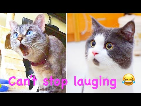 A Very Iffy World for Cats – Lee Duigon