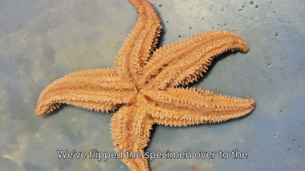 Sea star dissection 2024