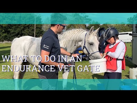 What to do in a vet gate – Beth Endurance