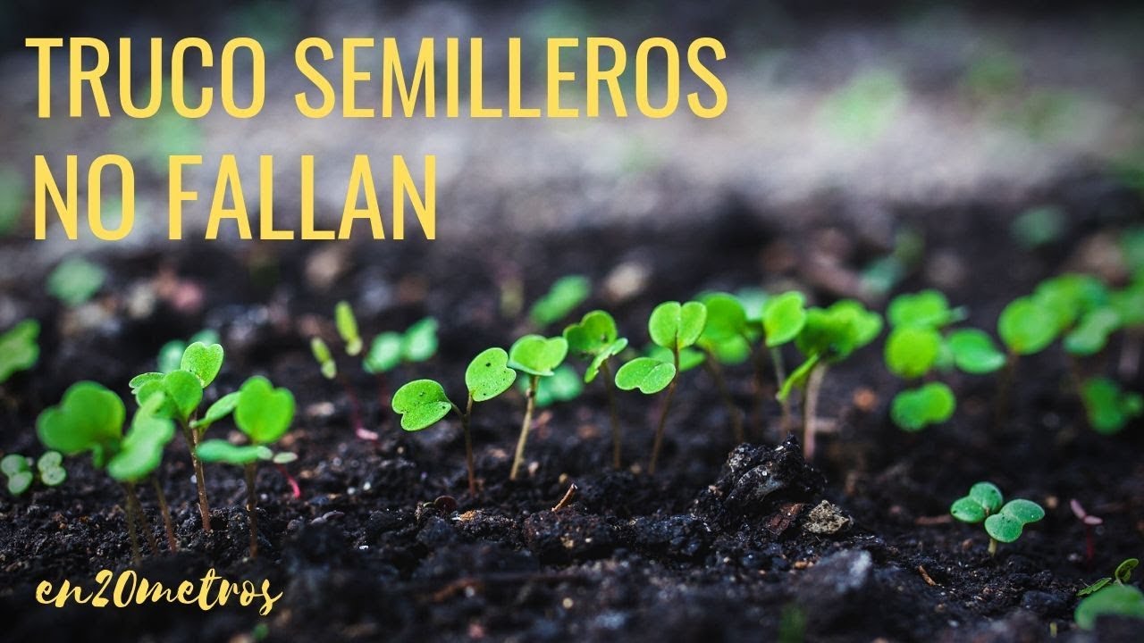 Remojar antes de sembrar | Plantas