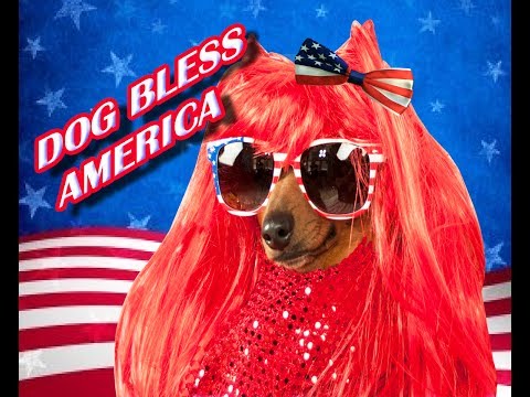 DOG BLESS AMERICA - MUTTLEY CYRUS