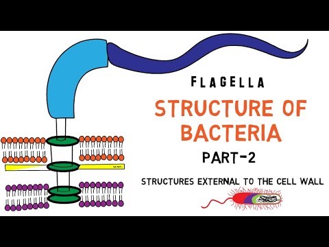 Structure of Bacteria | Part 2 | Flagella | Pili | Capsule