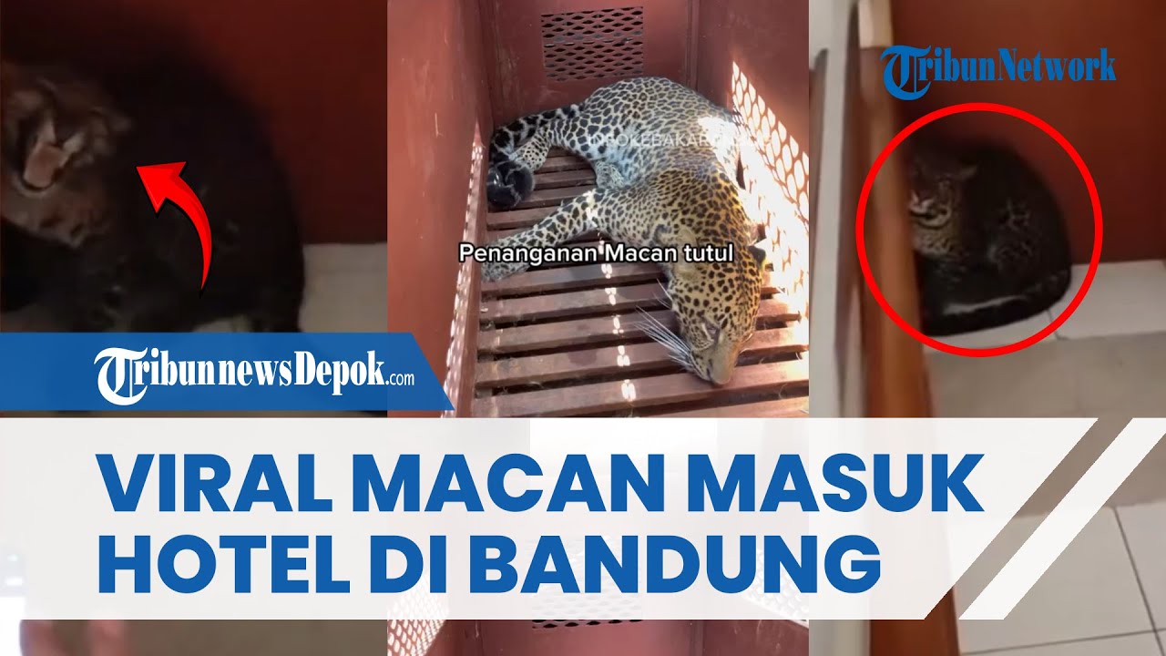 Buat Geger! Viral Macan Masuk Hotel di Bandung, Nongkrong Depan Pintu ...