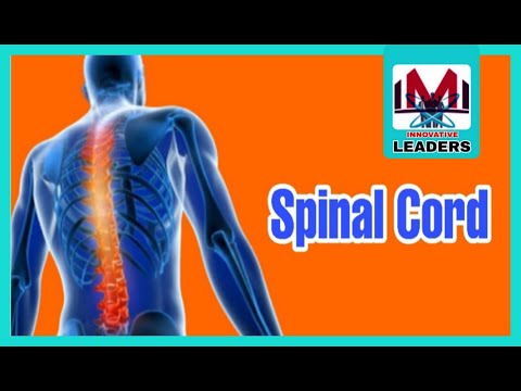 Spinal Cord | Urdu | Hindi | Innovative Leaders