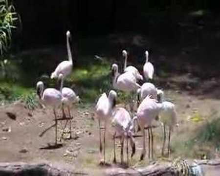 Honolulu Zoo, Hawaii