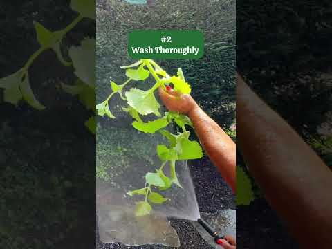 How to Dry Thyme | Broadleaf, Mexican Oregano, Cuban Thyme | Harvest Wash Hangout to dry #love