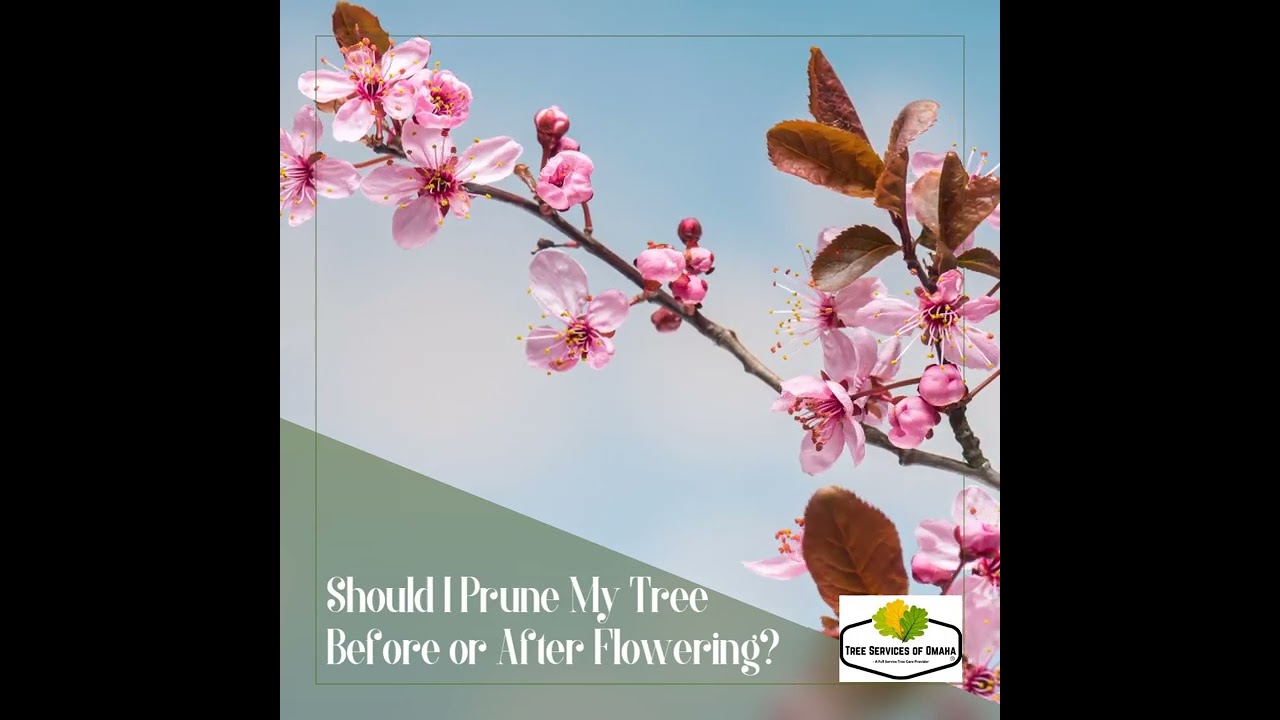 Should I Prune My Tree Before or After Flowering?