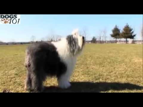 101 Dogs - Olde English Sheepdog English