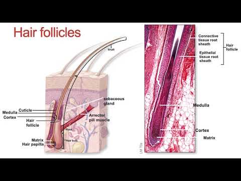 Accessory structures of the skin