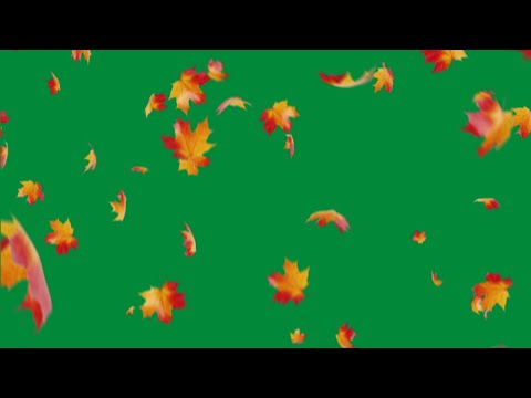 green screen autumn leaves falling | autumn leaf green screen | falling leave green screen animation