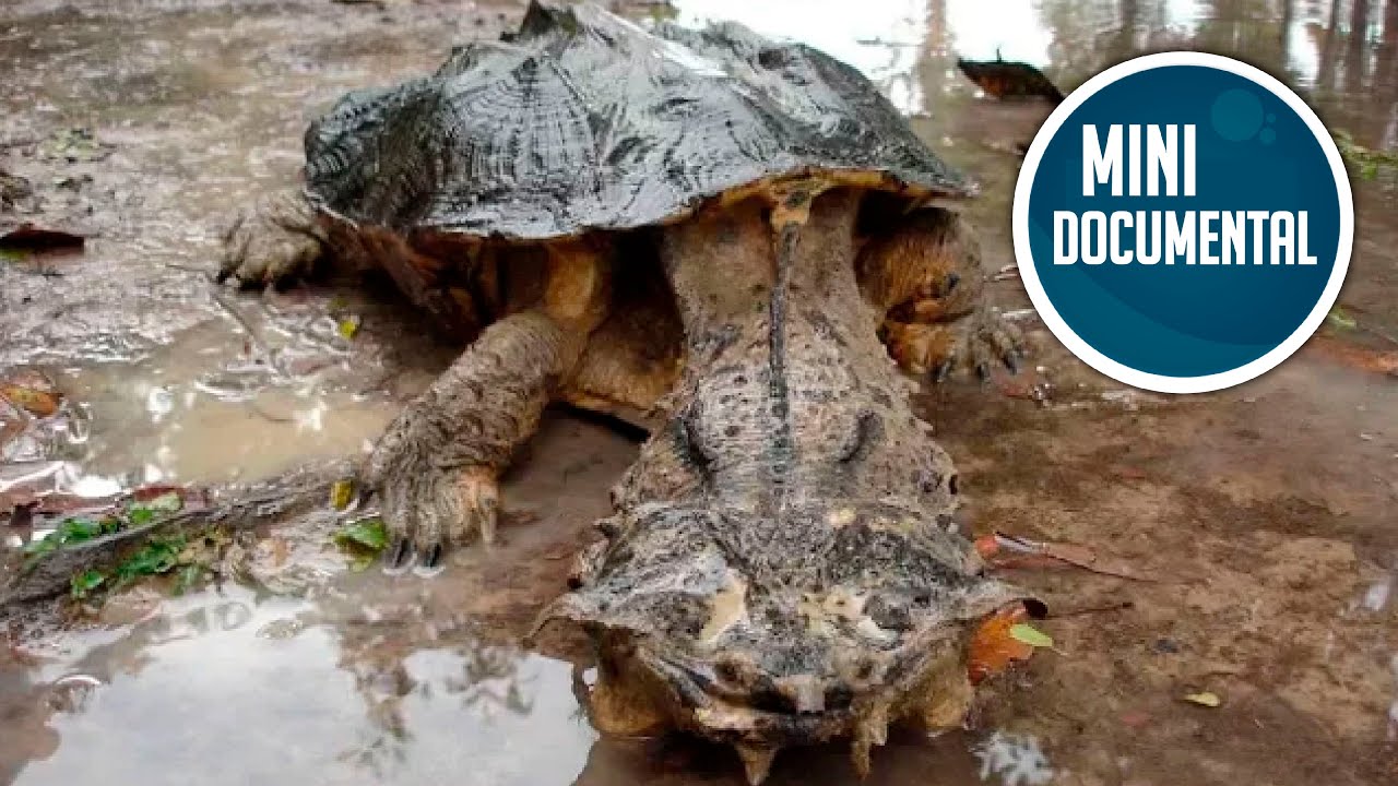 Tortuga matamata (mini documental)