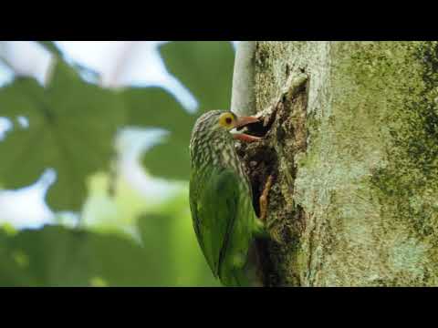 Lineated Barbet Singapore | Olympus 150-400mm F4.5 TC1.25x