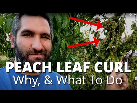 What Happened to My PEACH & NECTARINE TREE?!? 😱🤕🌳 | Peach Leaf Curl -Why It Happens & How To Prevent