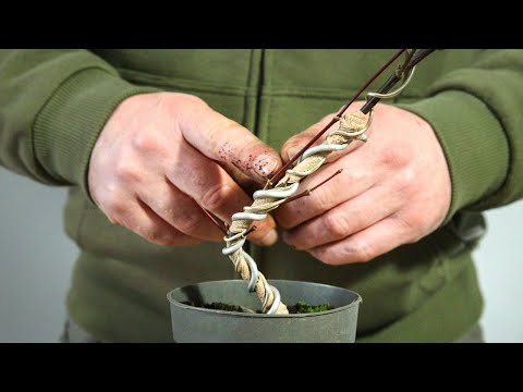 Turning young Japanese maples into bonsai - the first steps