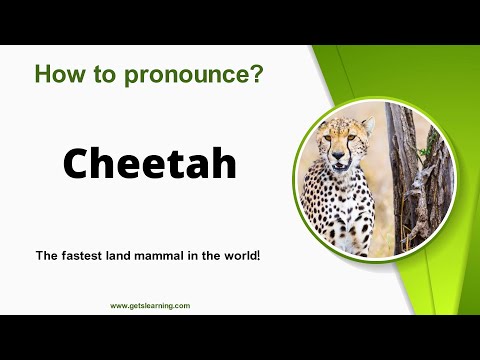 How to pronounce (Cheetah) Correctly in English